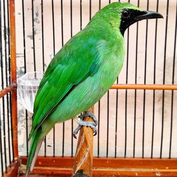 Daftar Jenis Burung Kicau Terbaik Yang Banyak Dicari - Populasi Di Dunia